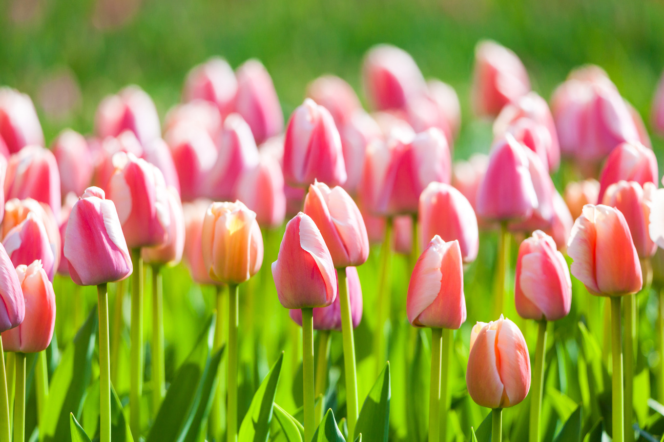 Beautiful flowers in spring garden featuring flower, tulip, and blossom ...