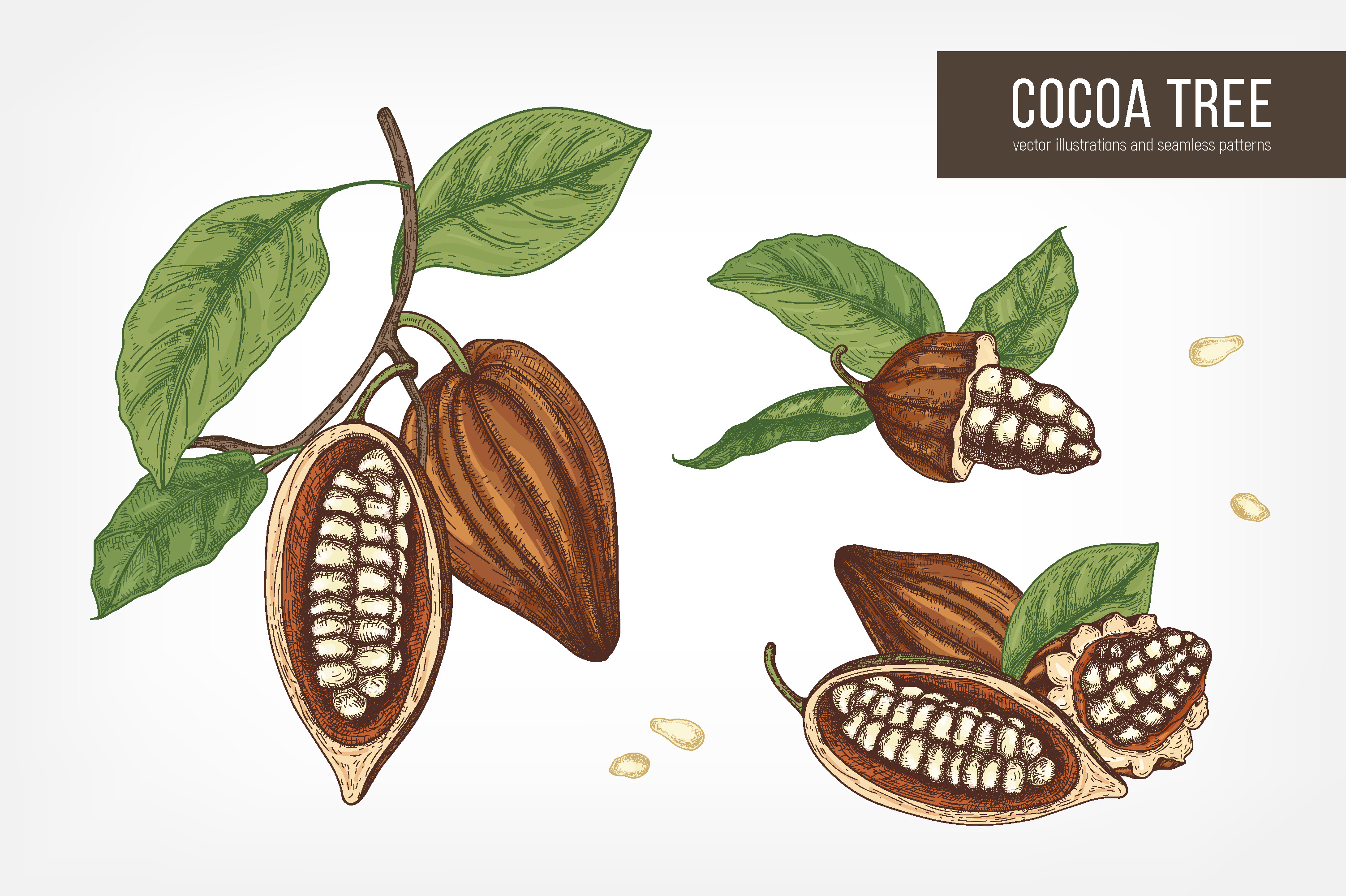 Cocoa tree hand drawn collection, a Decorative Illustration by Good ...