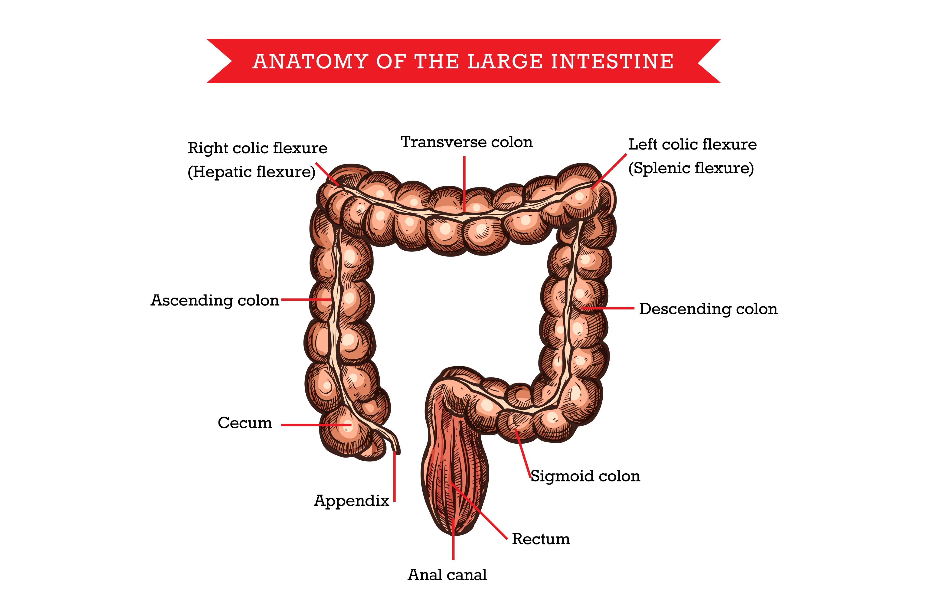 Large intestine anatomy vector | Healthcare Illustrations ~ Creative Market