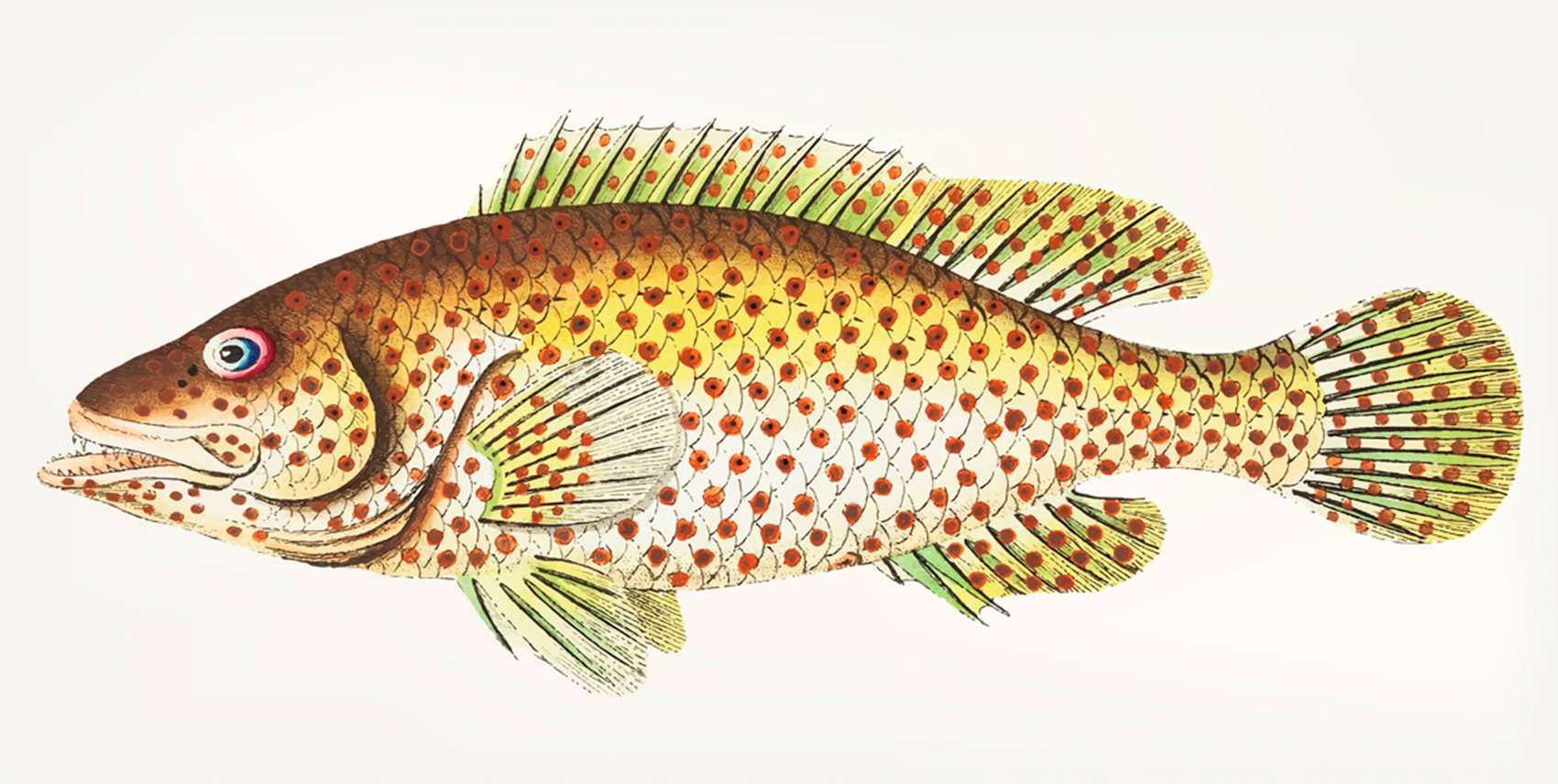 Hand drawn of Red-spotted perch, an Animal Illustration by rawpixel