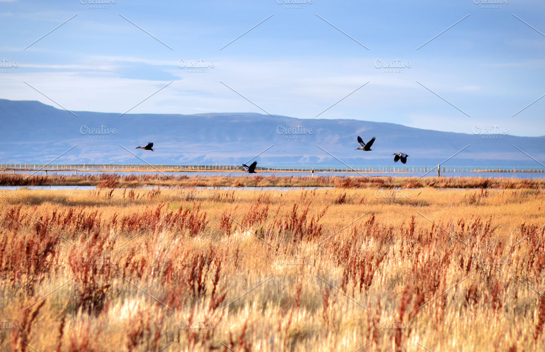 A flock of flying birds ibis, a Nature Photo by Antrisolja Photography ...