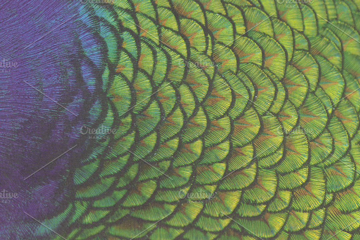 Feather Textures, a Texture Graphic by Blue Line Design