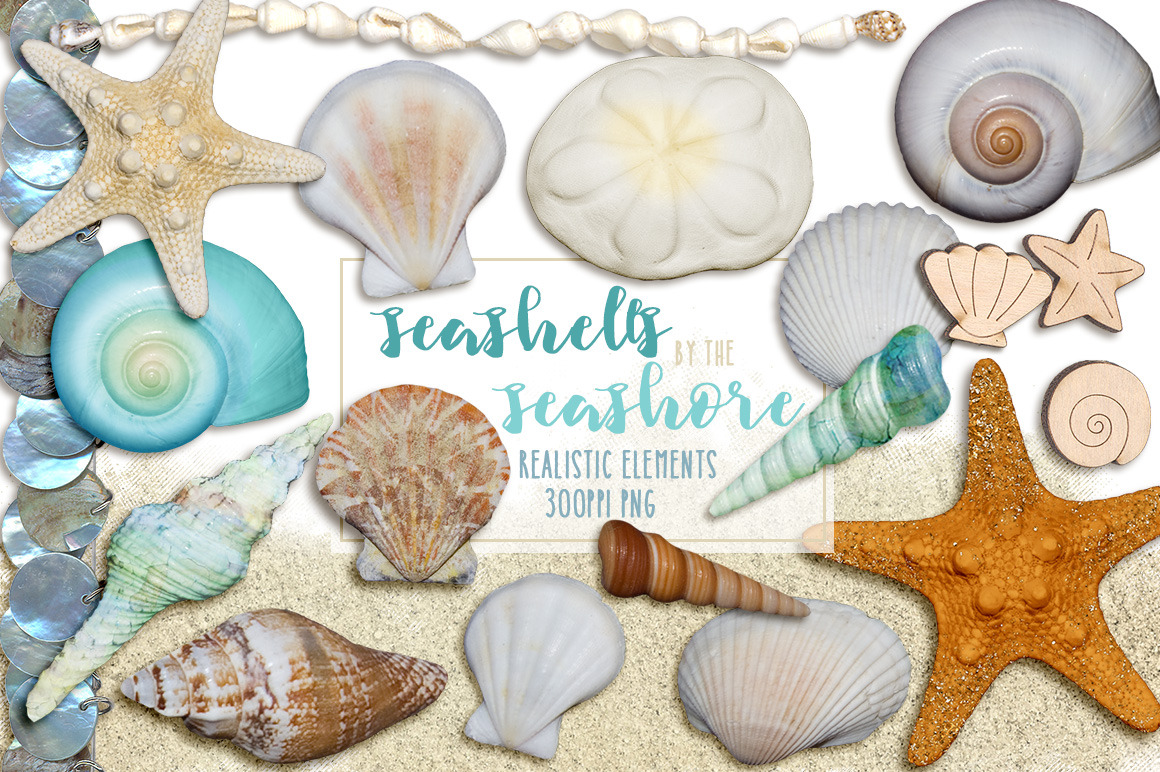Seashells by the Seashore Elements, an Object Graphic by Studio Kitsch