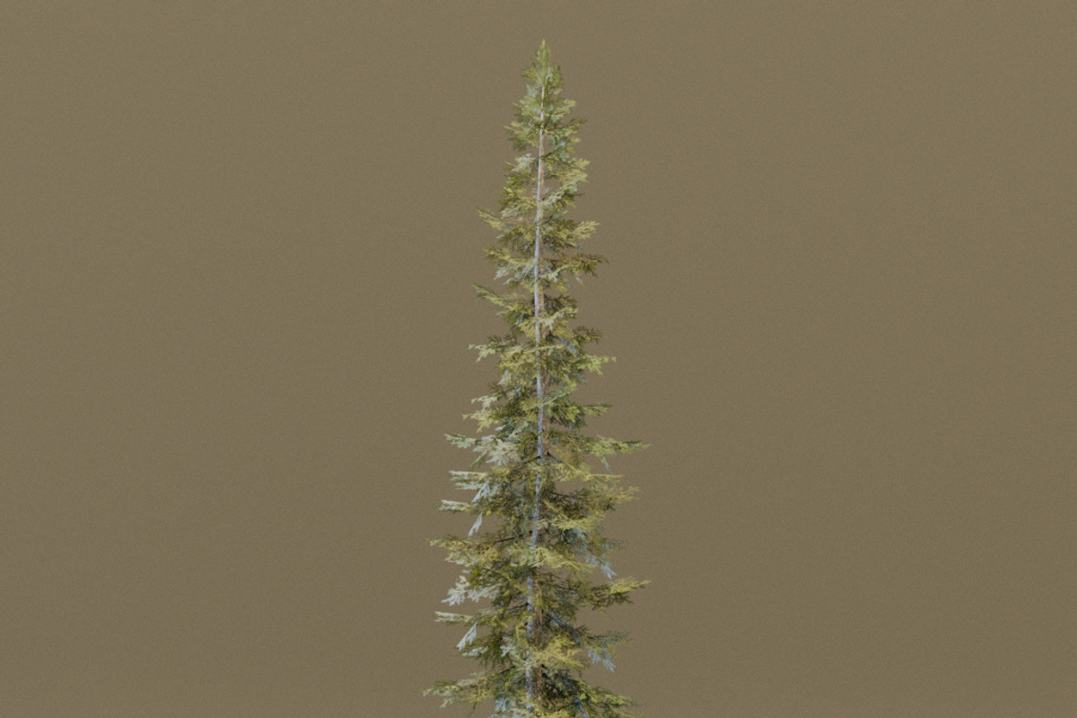 The Sabalpine Fir Tree, a Plants & Tree 3D Model by FuturePastCreatives