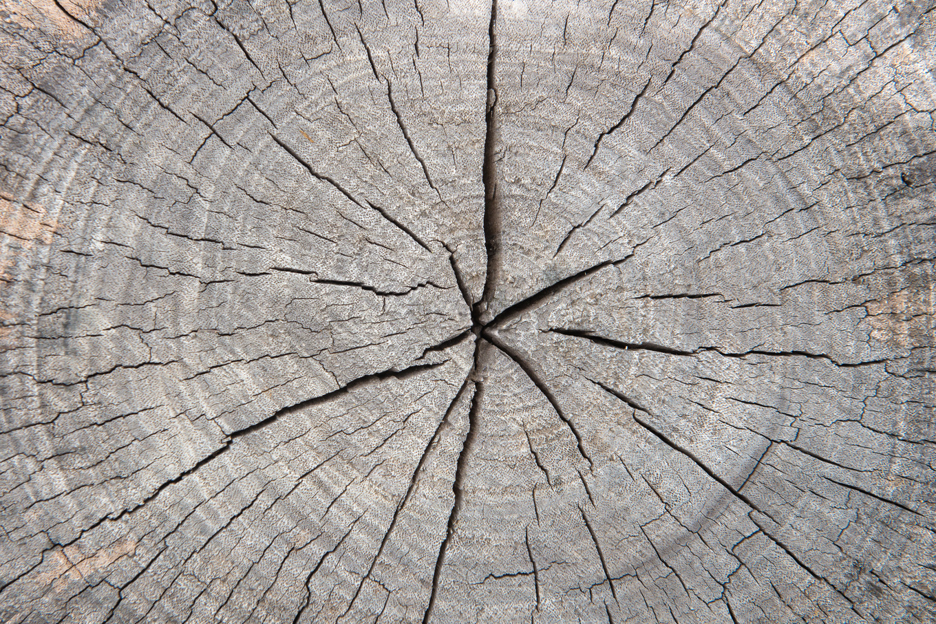 Tree stumps texture for background stock photo containing tree and ...