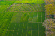 Aerial top view of paddy rice agric containing landscape, texture, and ...