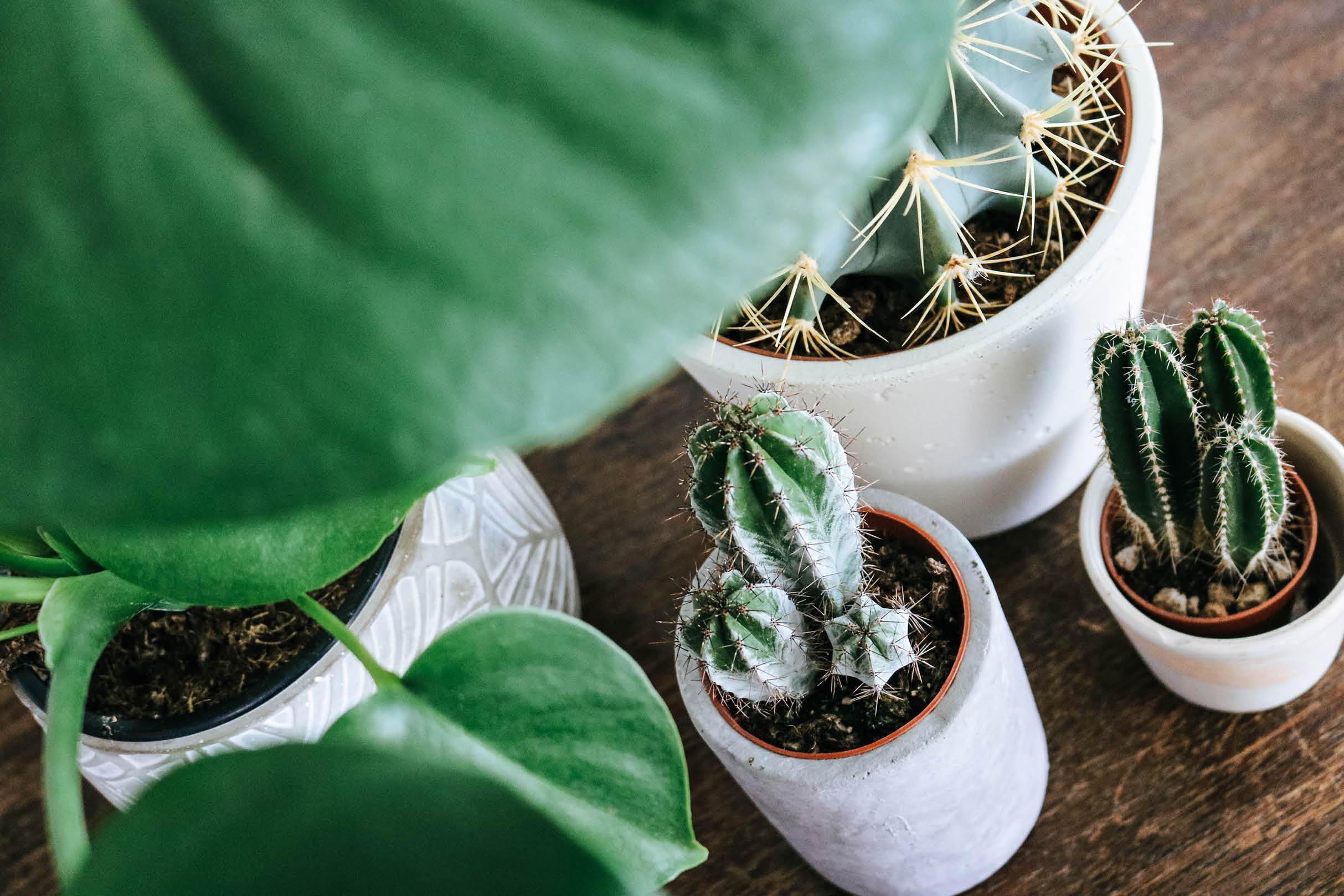 Group of Cactus plants on table, a Nature Photo by Annakaroline