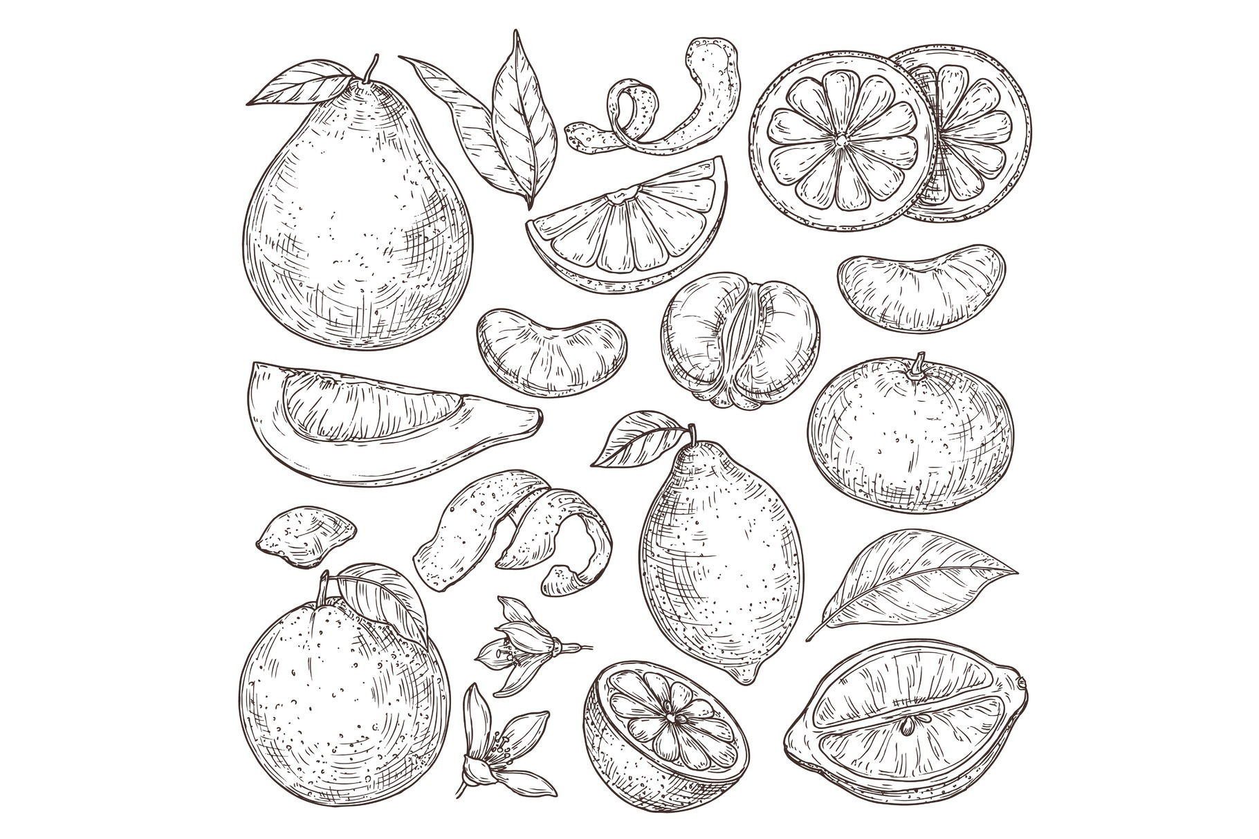 Citrus fruits sketch. Hand drawn, a Graphic by Valerie Bodnar ...