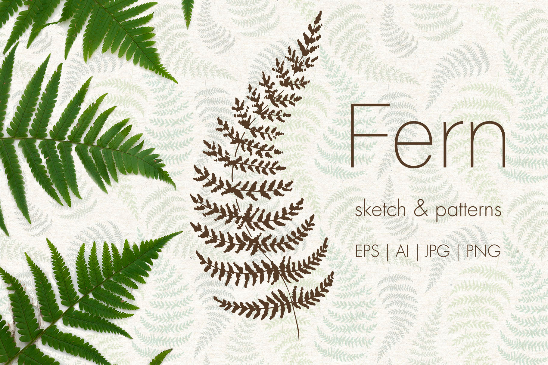 Fern. Line art sketch and patterns, a Decorative Illustration by Canatic