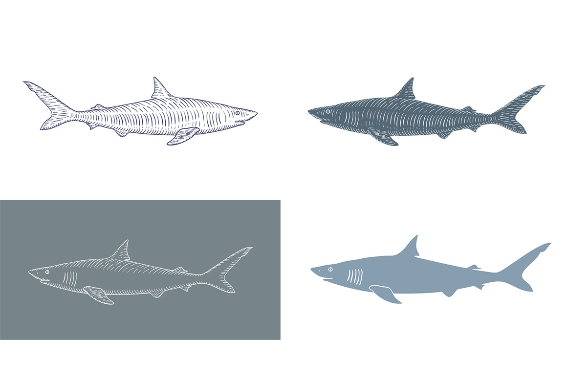 Set of Shark Vector Illustrations, an Animal Illustration by idimair
