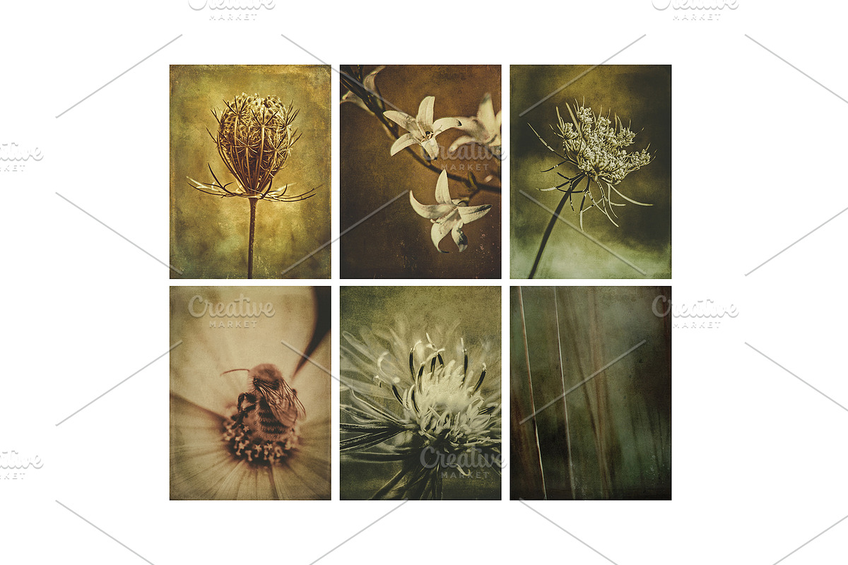 THE FADE ART COLLECTION, a Nature Photo by ISEEYOUPATTERN