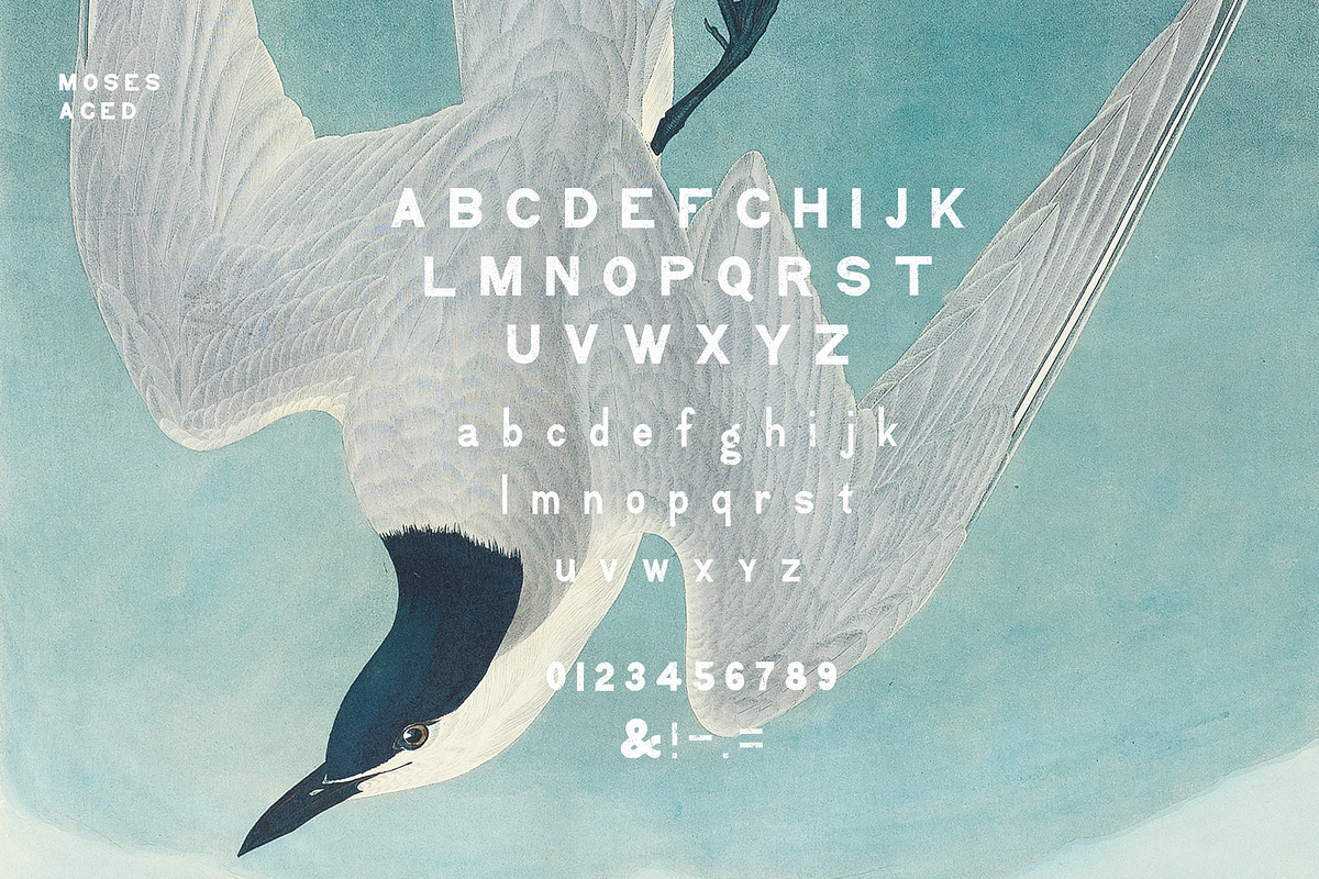 Moses - Display Grotesque Typeface, a Slab Serif Font by Nomad Visuals