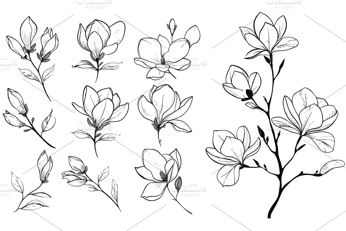 Blooming magnolia branches, an Object Illustration by ZinetroN ...