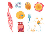 Different human cell types, an Illustration by Things for designers