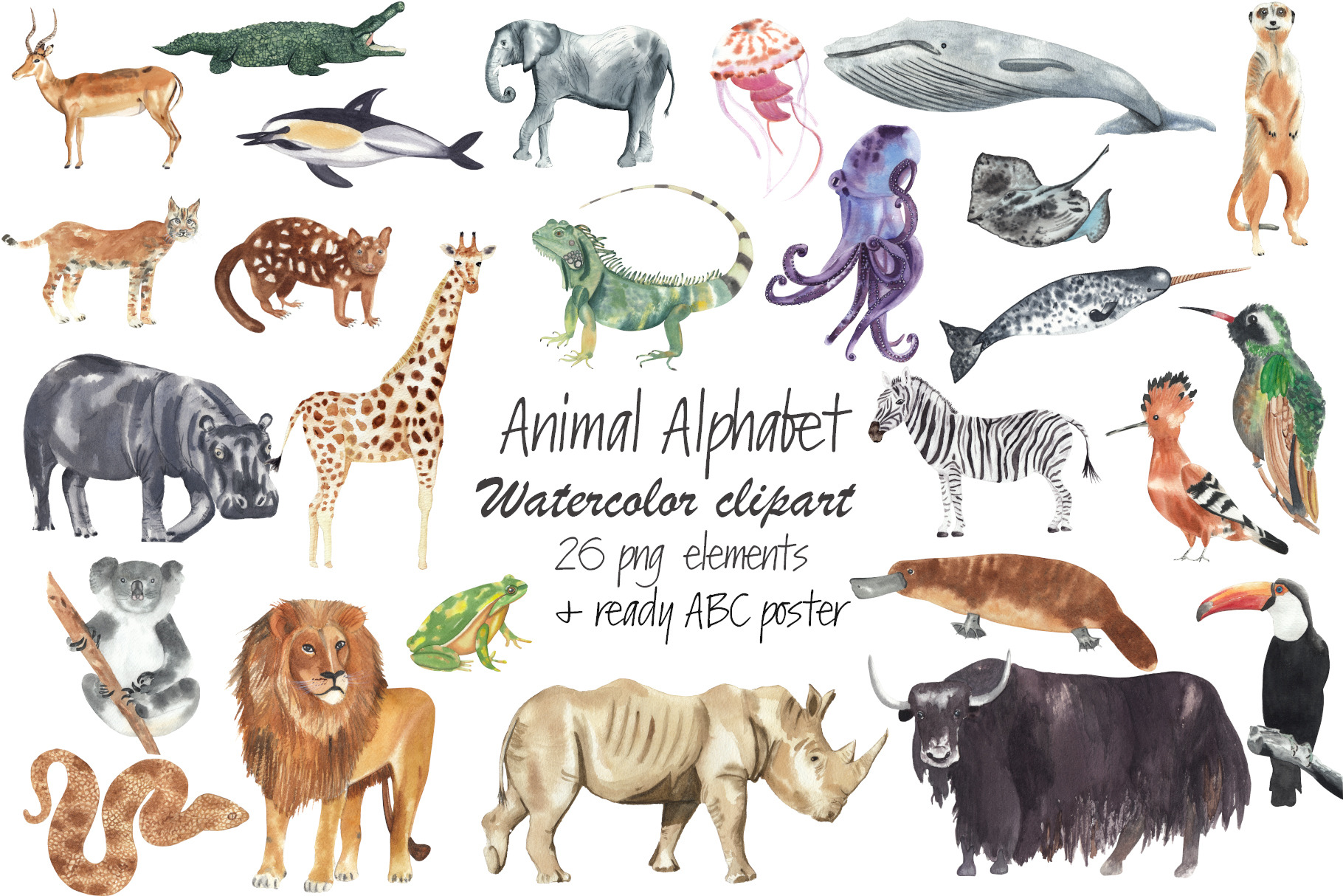 Watercolor Animal Alphabet, an Animal Illustration by Visual Animal