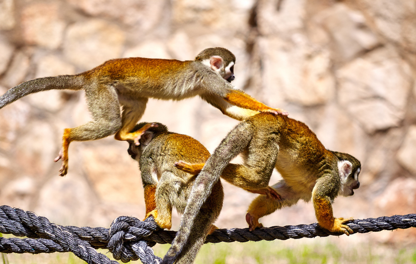 Monkeys playing on the rope featuring monkey, fun, and ape, an Animal ...