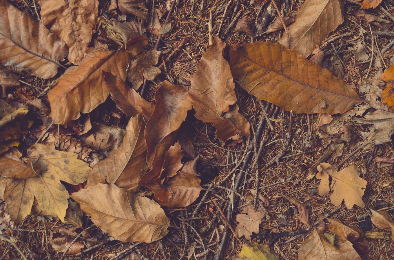 Autumn leaves background featuring autumn leaves, fall leaves, and maple, a Nature Photo by ...
