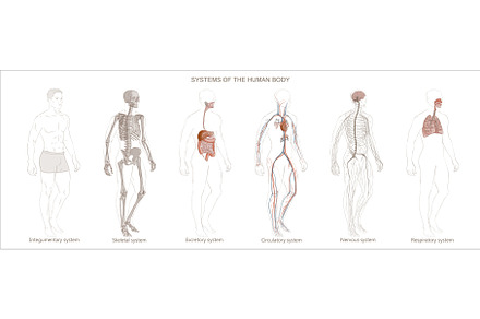 The illustration Human Body Systems, an Object Graphic by Alltruecolours