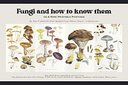 40+ Fungi and how to know them, a Food Illustration by Digital Museum