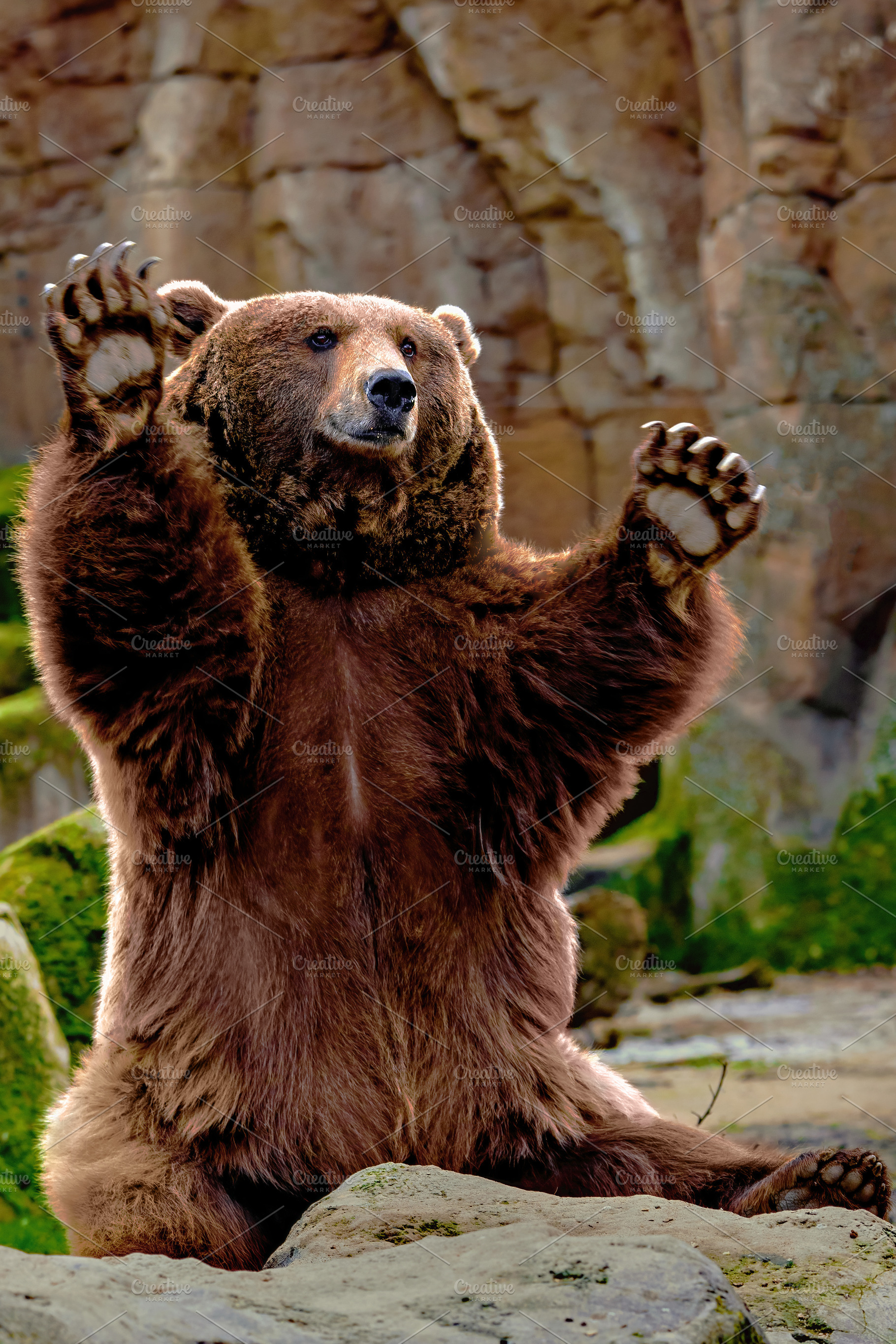 funny brown bear sitting down, an Animal Photo by Perpis | Creative Market
