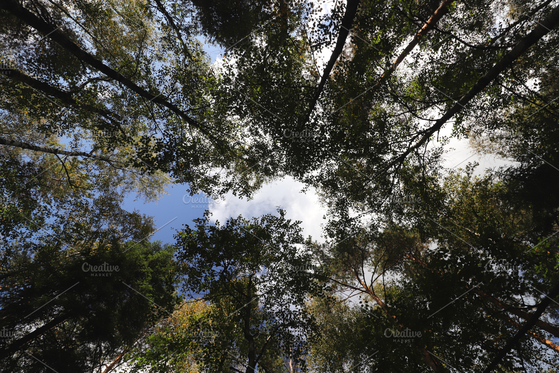Trees tops wild forest. Nature landscape background., a Nature Photo by ...