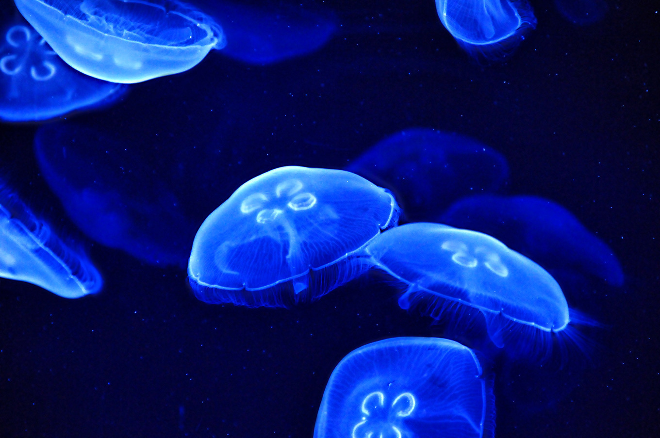 Group of light blue jellyfish, an Animal Photo by Davizro's Market