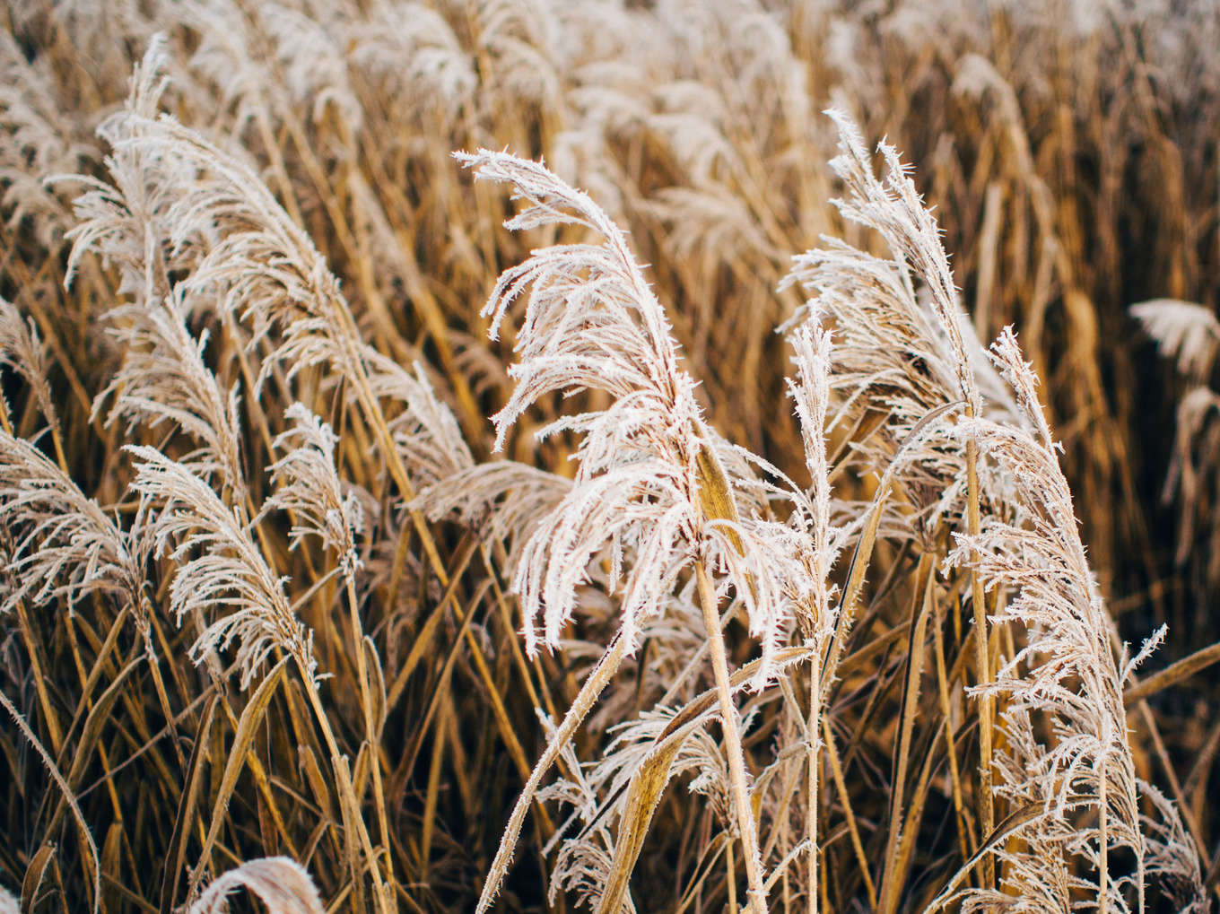 Frosty rime on crop field | Nature Stock Photos ~ Creative Market
