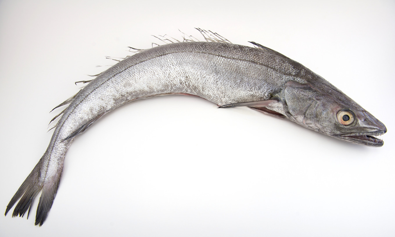Hake fish, a Photo by Irene Kondrashova | Creative Market