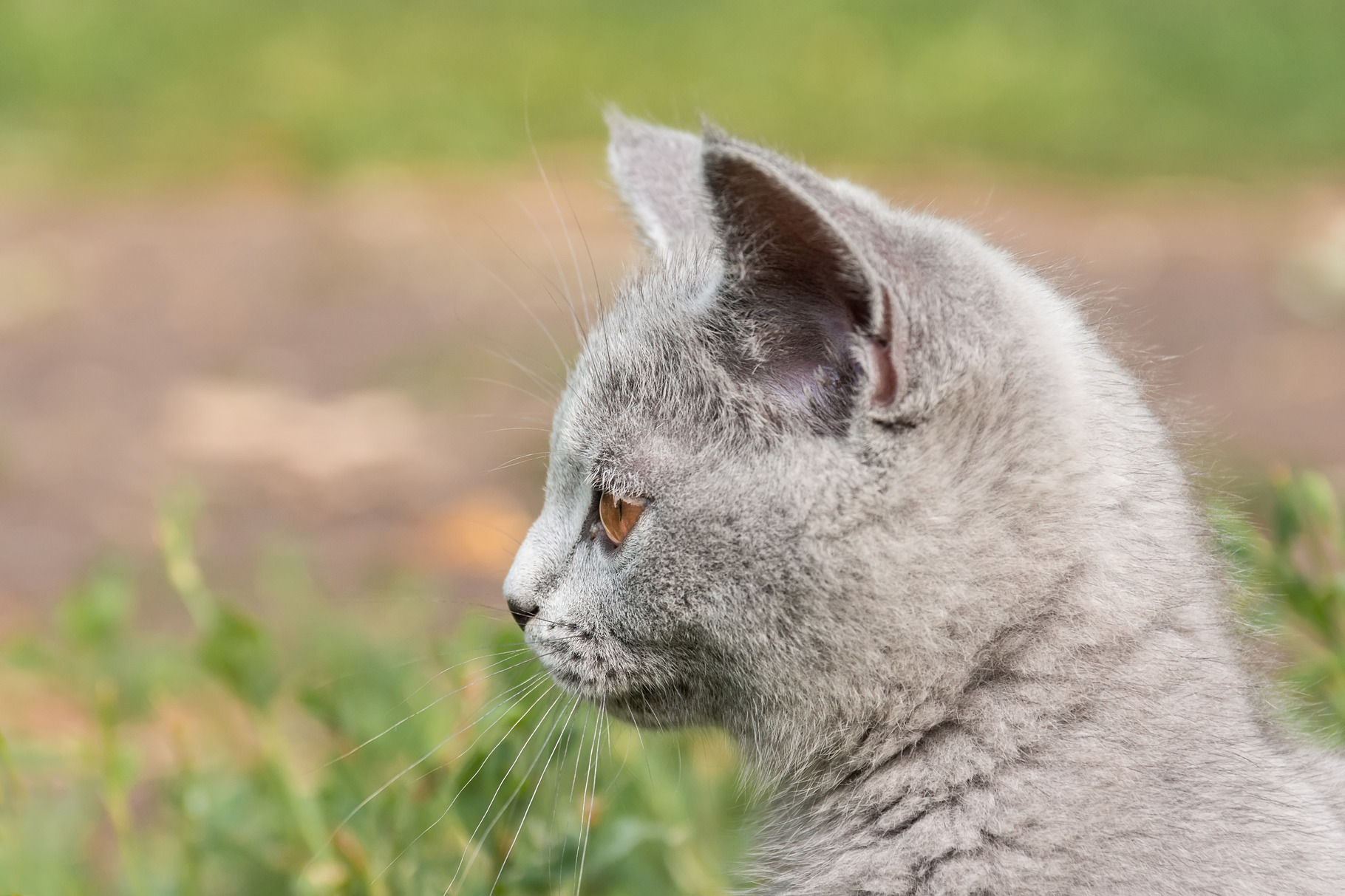 little Cute grey fluffy kitten outdo, an Animal Photo by AlexBush ...