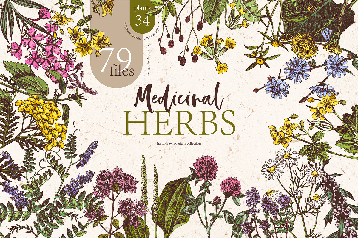 Hand drawn medicinal herbs, a Healthcare Illustration by handsketched
