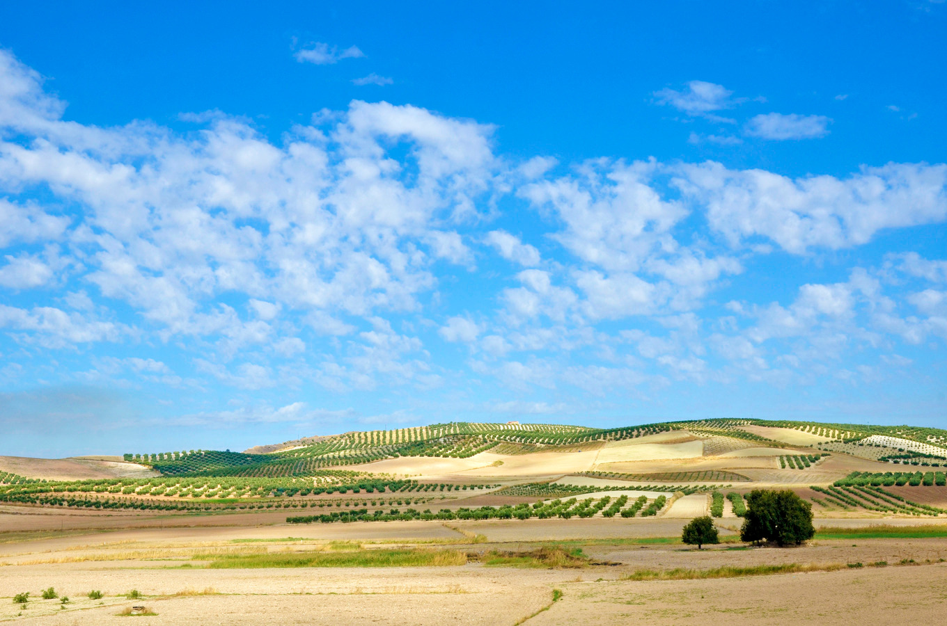 Field of olive trees in andalusia featuring tree, spain, and andalusia ...