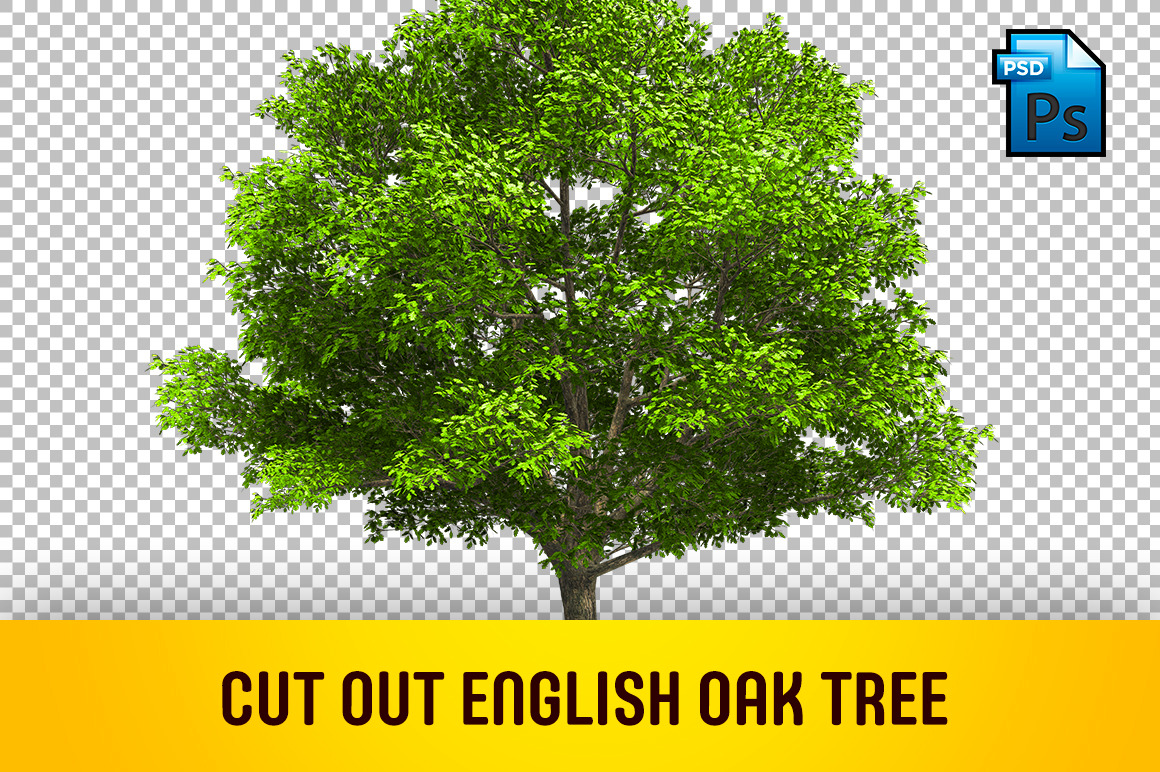 CUT OUT ENGLISH OAK TREE, a Mask Mockup by 3DSTORE