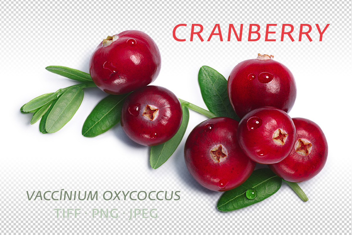 Cranberry, an Object Graphic by Hortimages
