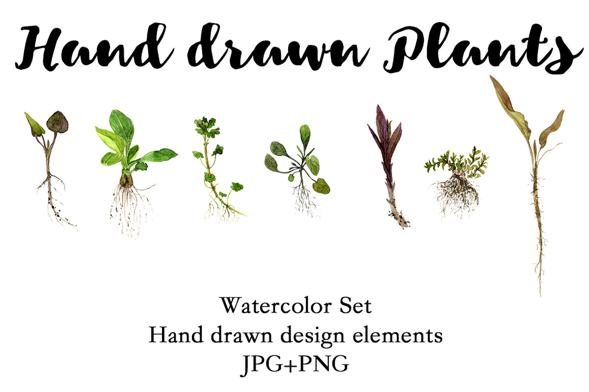 Hand drawn plants, an Illustration by cat_arch_angel