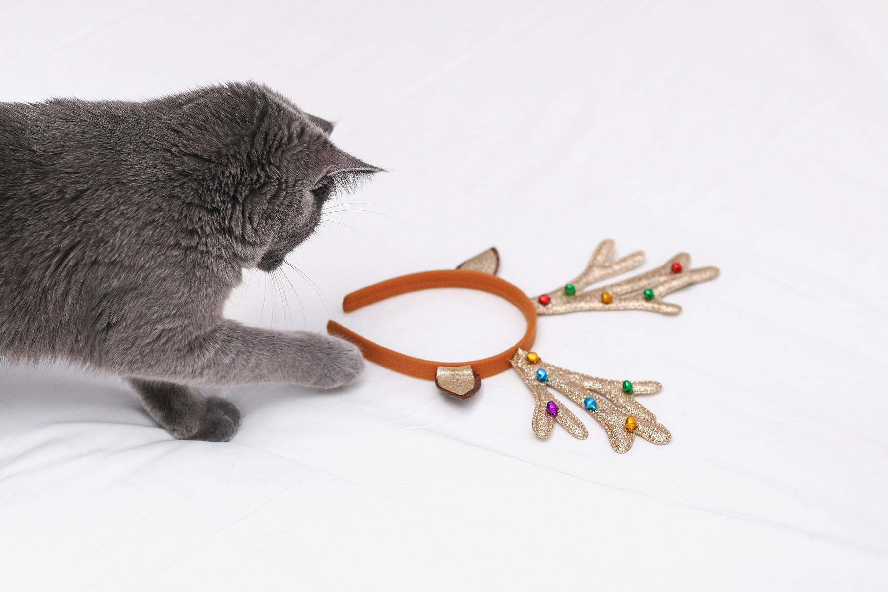 Chartreuse cat on a background gold foil inflated numbers 2022 plays ...