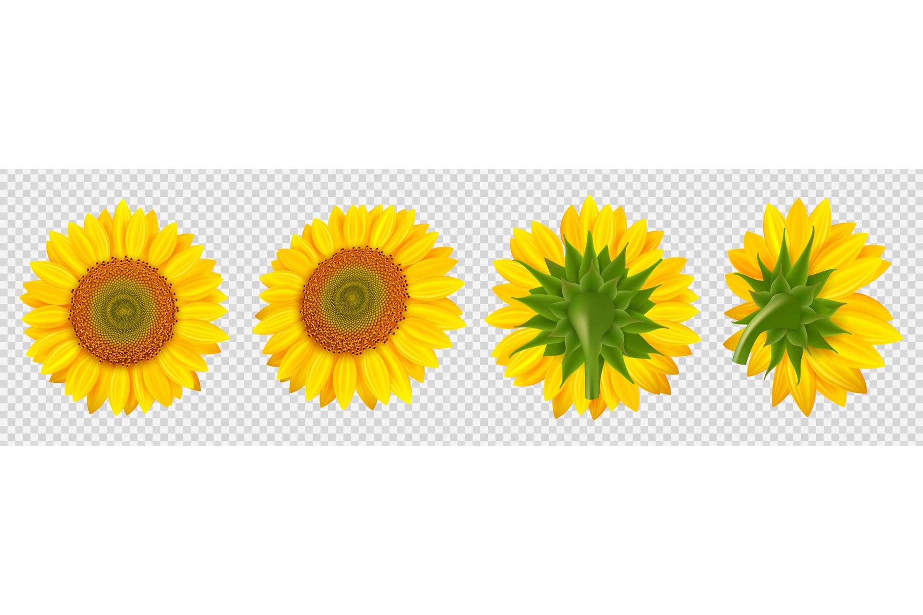 Blooming sunflower. Realistic vector, a Background Graphic by Onyx