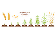 Wheat growth stages | Illustrations ~ Creative Market