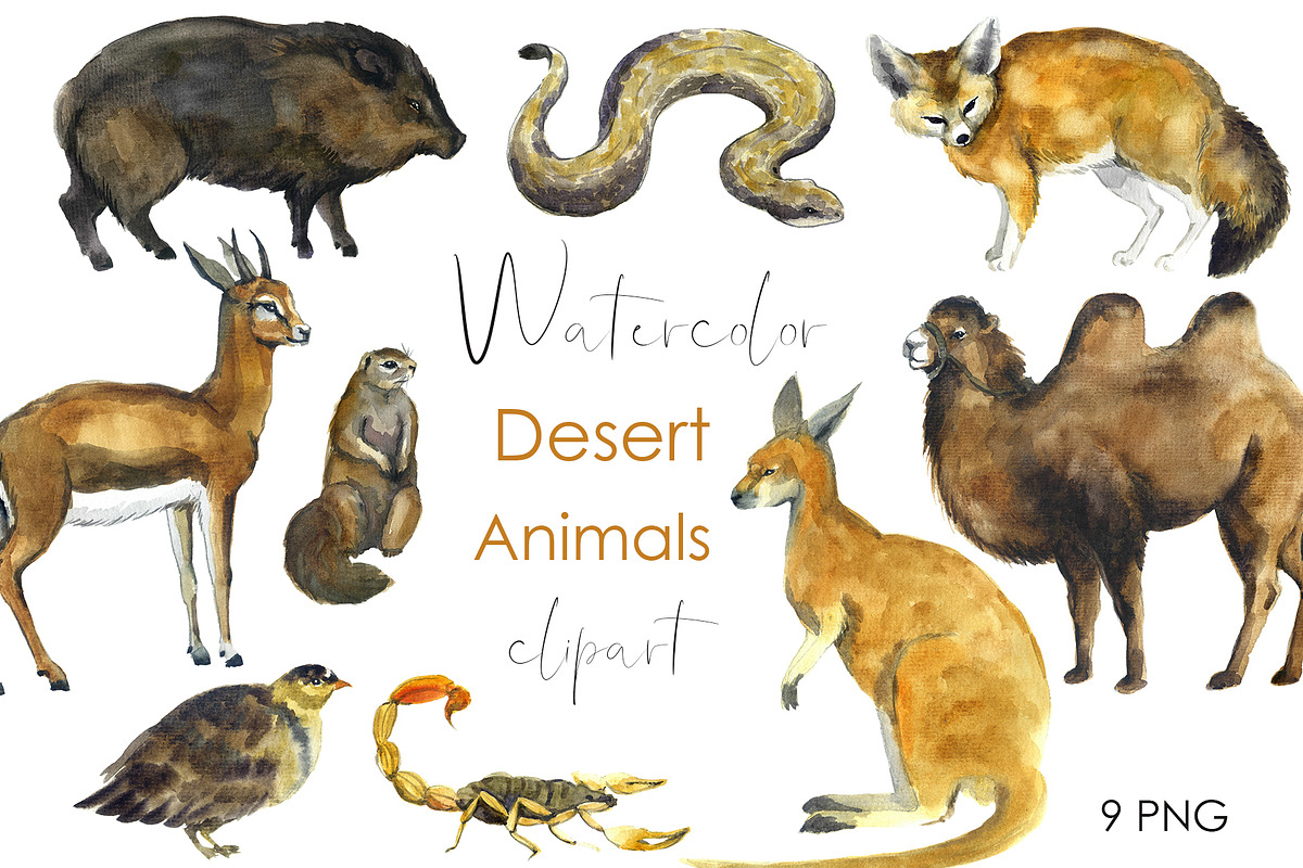 Watercolor desert animals. Cute png, an Animal Illustration by ...