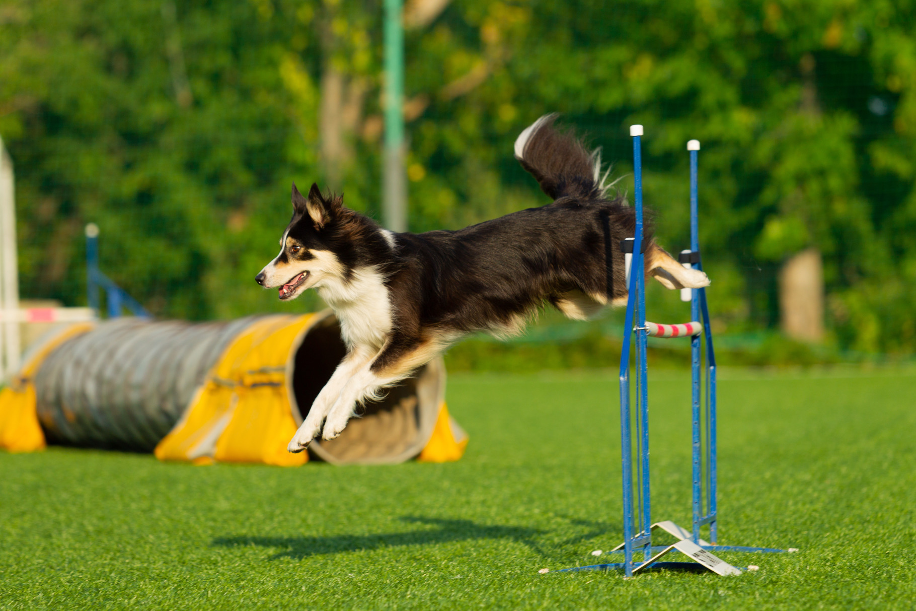 Dog at the agility competition featuring sport, dog, and pet, a Sports ...