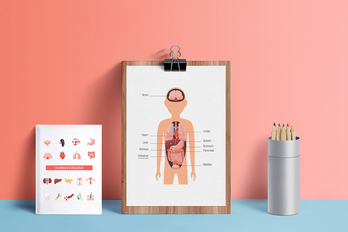Human Organs Set, a Background Graphic by EgudinKa