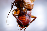 Cockroach close up stock photo containing insect and cockroach, an ...
