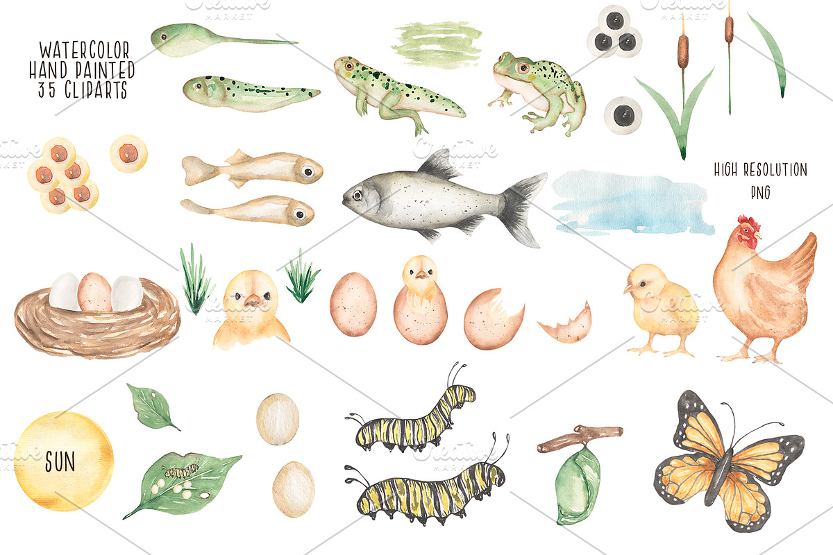 Watercolor Life Cycle Set, an Education Illustration by MayaNavits