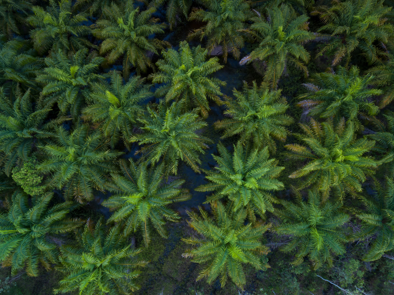 Aerial view sunset palm trees stock photo containing palm and aerial, a ...