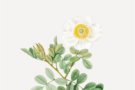 Blooming white roses, a Graphic by rawpixel