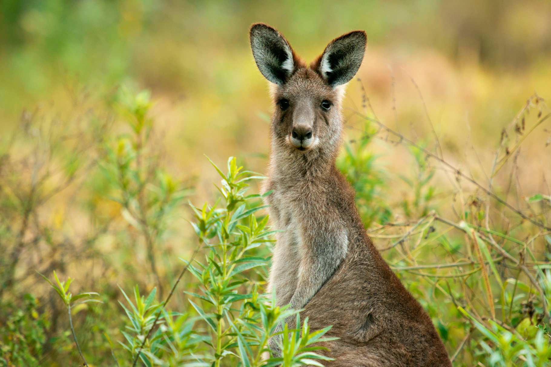 Cute australian kangaroo featuring kangaroo, australian-kangaroo, and ...