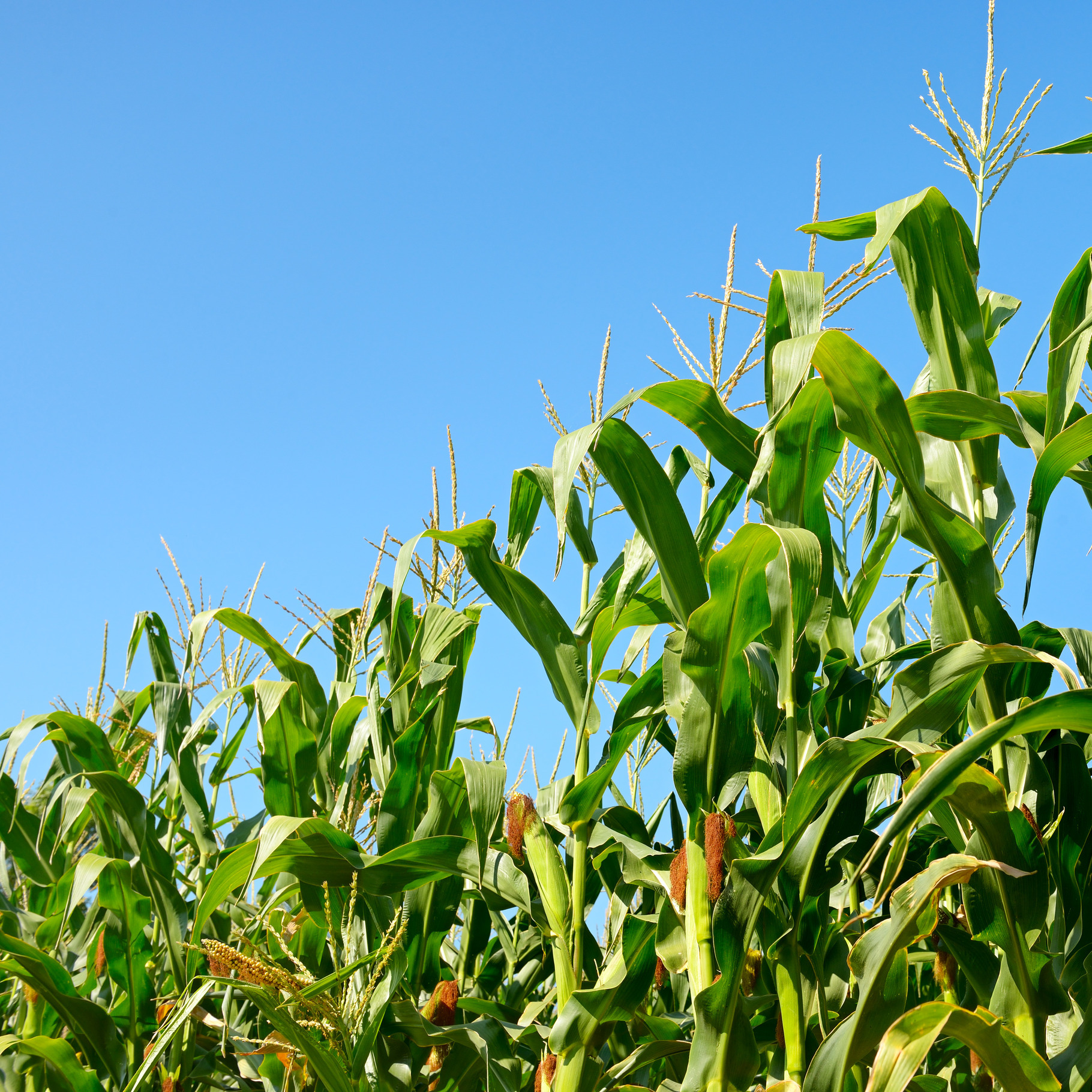 Fresh corn stalks on blue sky background., a Nature Photo by Serg64