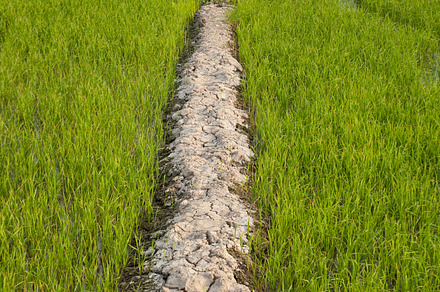 Middle Road flower field, a Nature Photo by a454