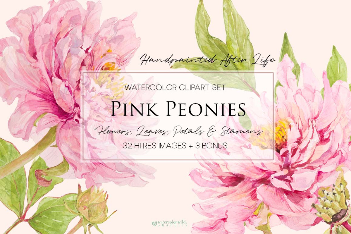 Pink Peonies-Clipart Set, an Illustration by watercolorwild.graphics