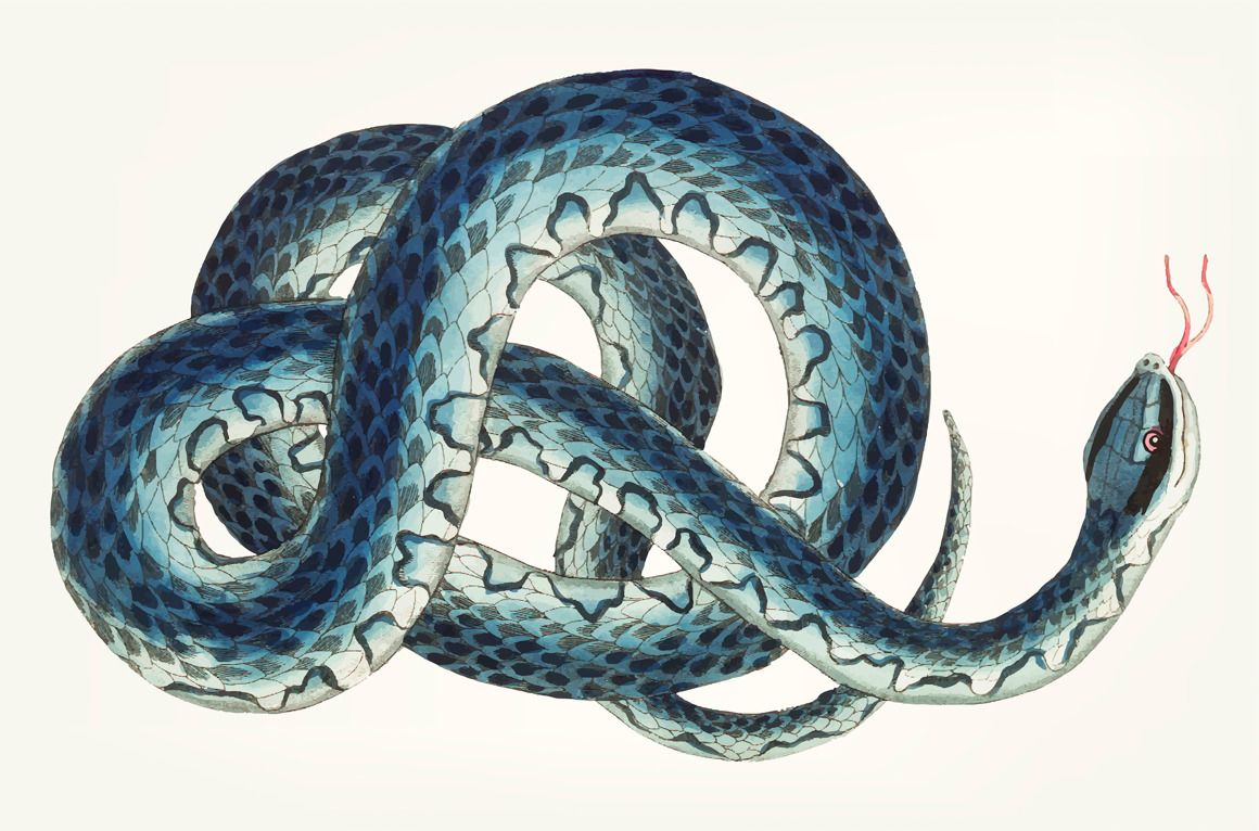 Hand drawn wampum snake | Animal Illustrations ~ Creative Market