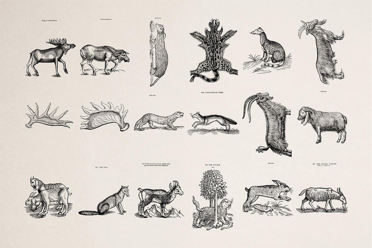 Four footed Beasts, an Animal Illustration by Nomad Visuals